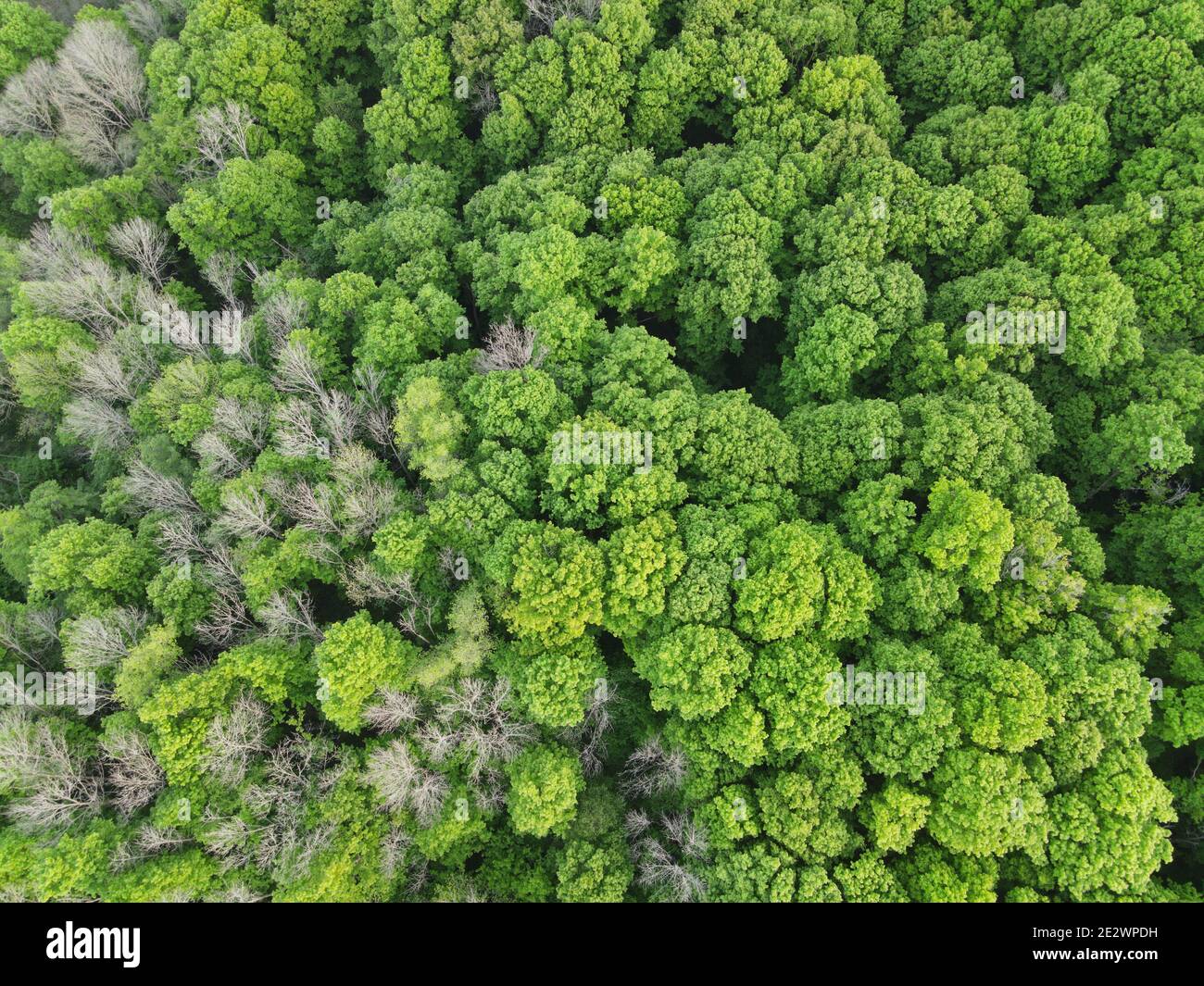 Aerial shot colourful beautiful forest hi-res stock photography and ...