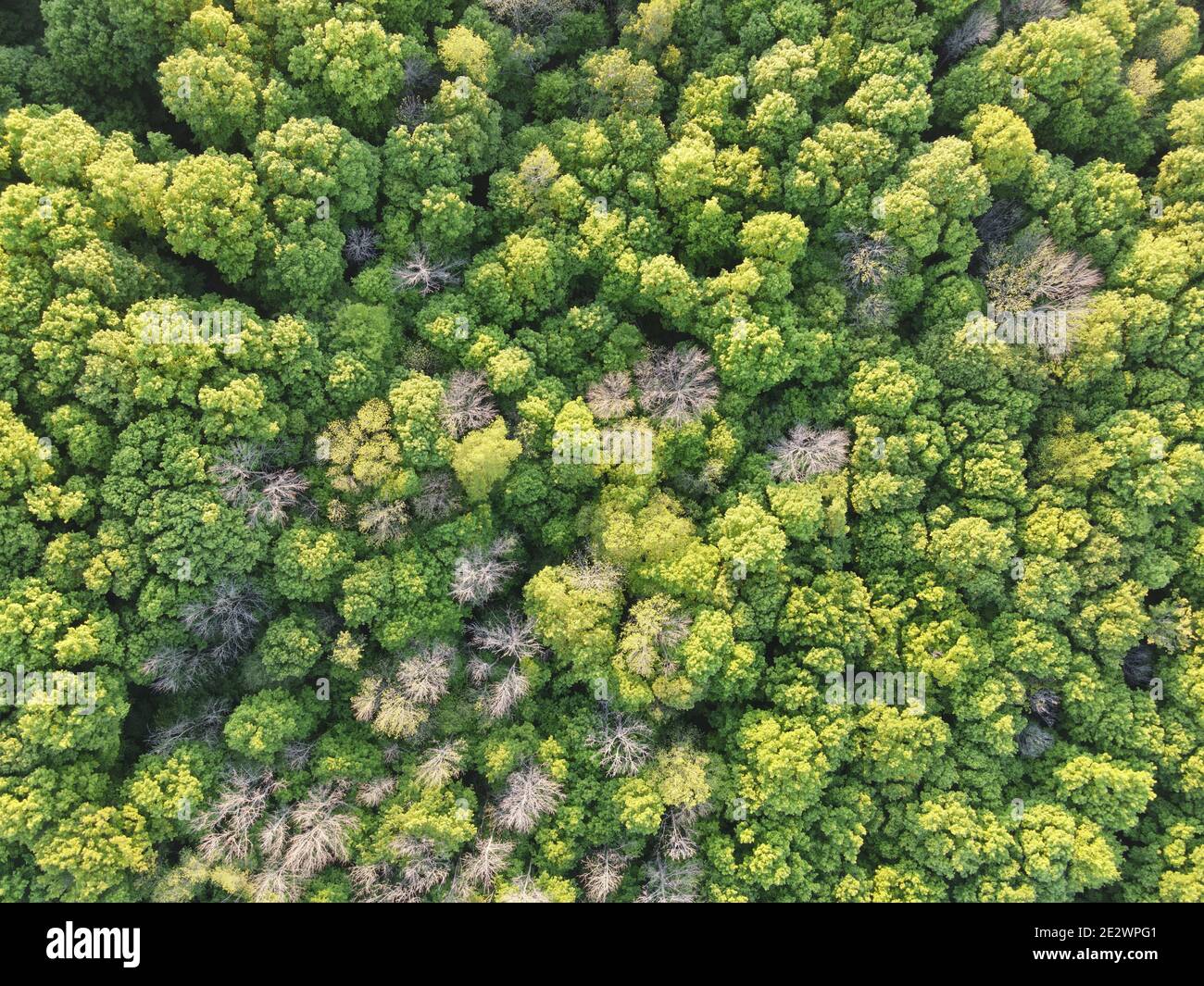Aerial shot colourful beautiful forest hi-res stock photography and ...