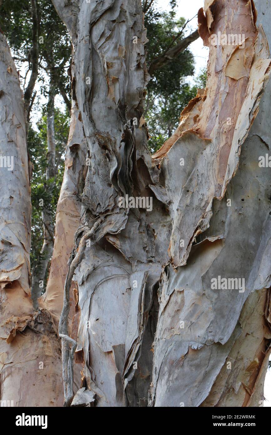The multi-colored, peeling bark of a Paperbark Tree, Melaleuca ...