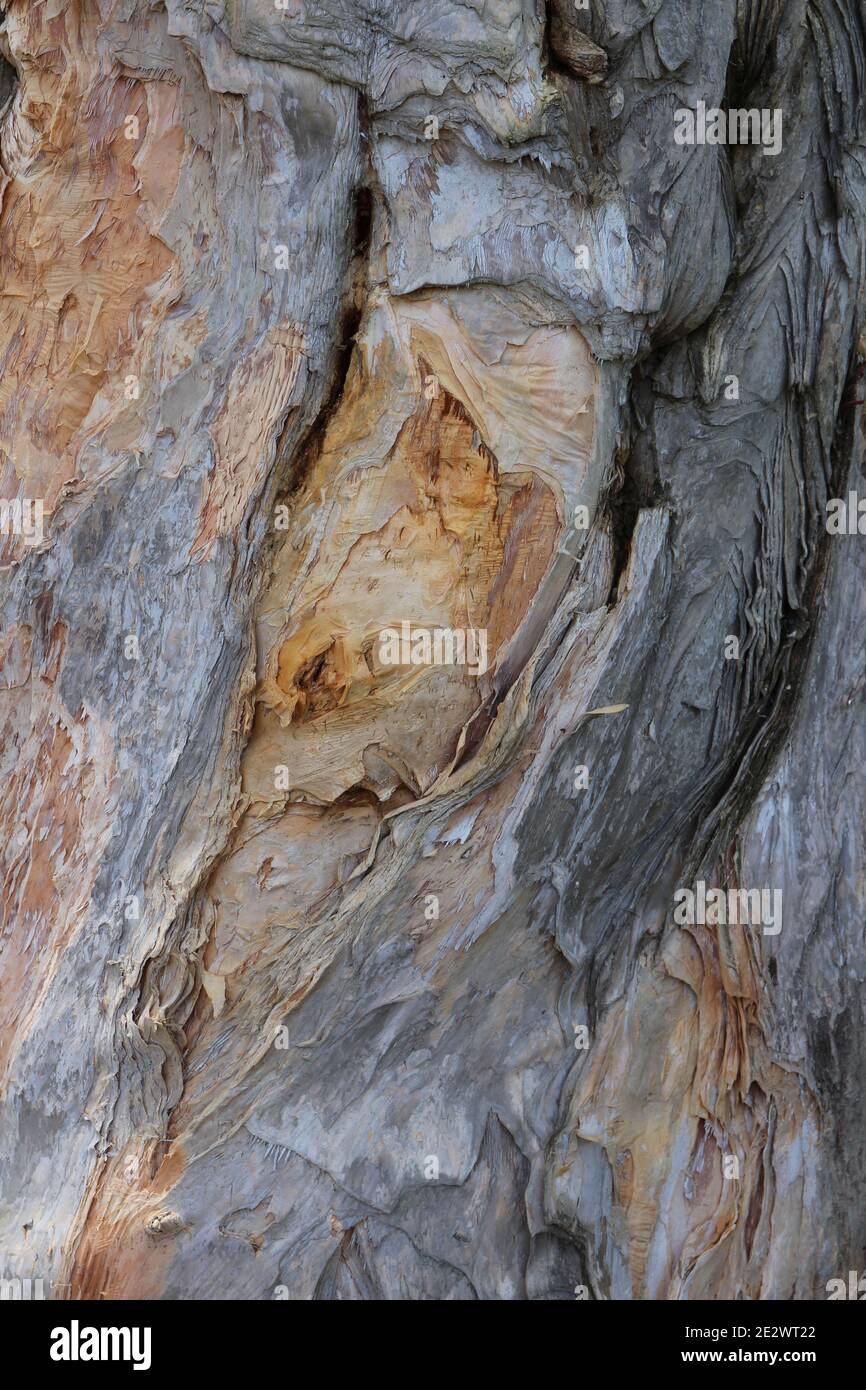 Close up of the multi-colored, peeling bark of a Paperbark Tree ...