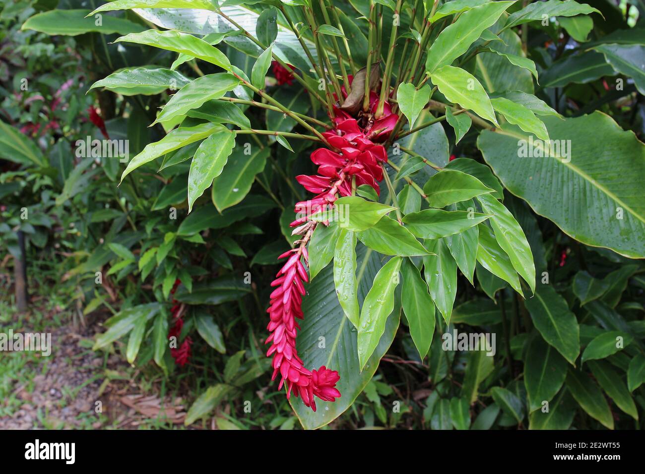 A flowering ginger plant growing in a rainforest in Haiku, Maui, Hawaii ...