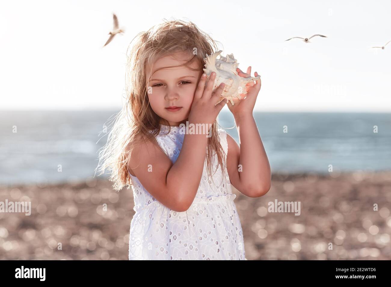 Seashell portrait hi-res stock photography and images - Alamy
