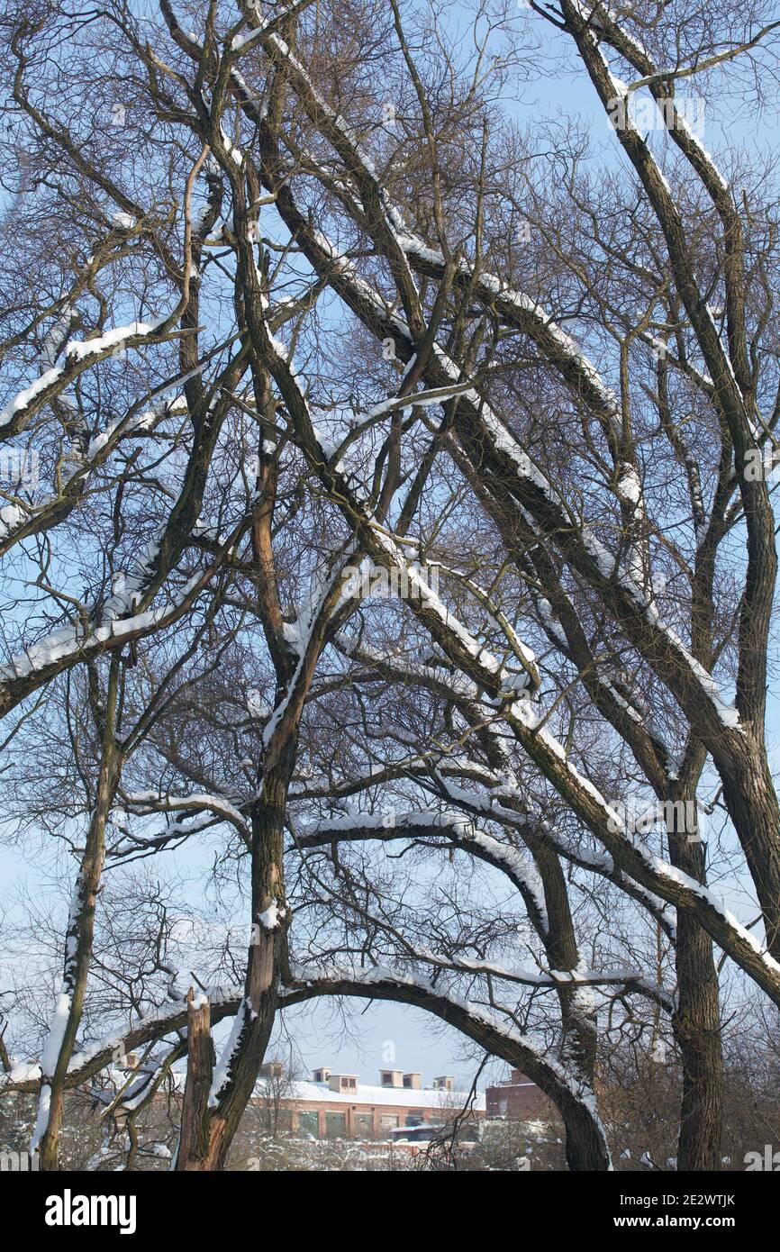 Intertwining grass hi-res stock photography and images - Alamy