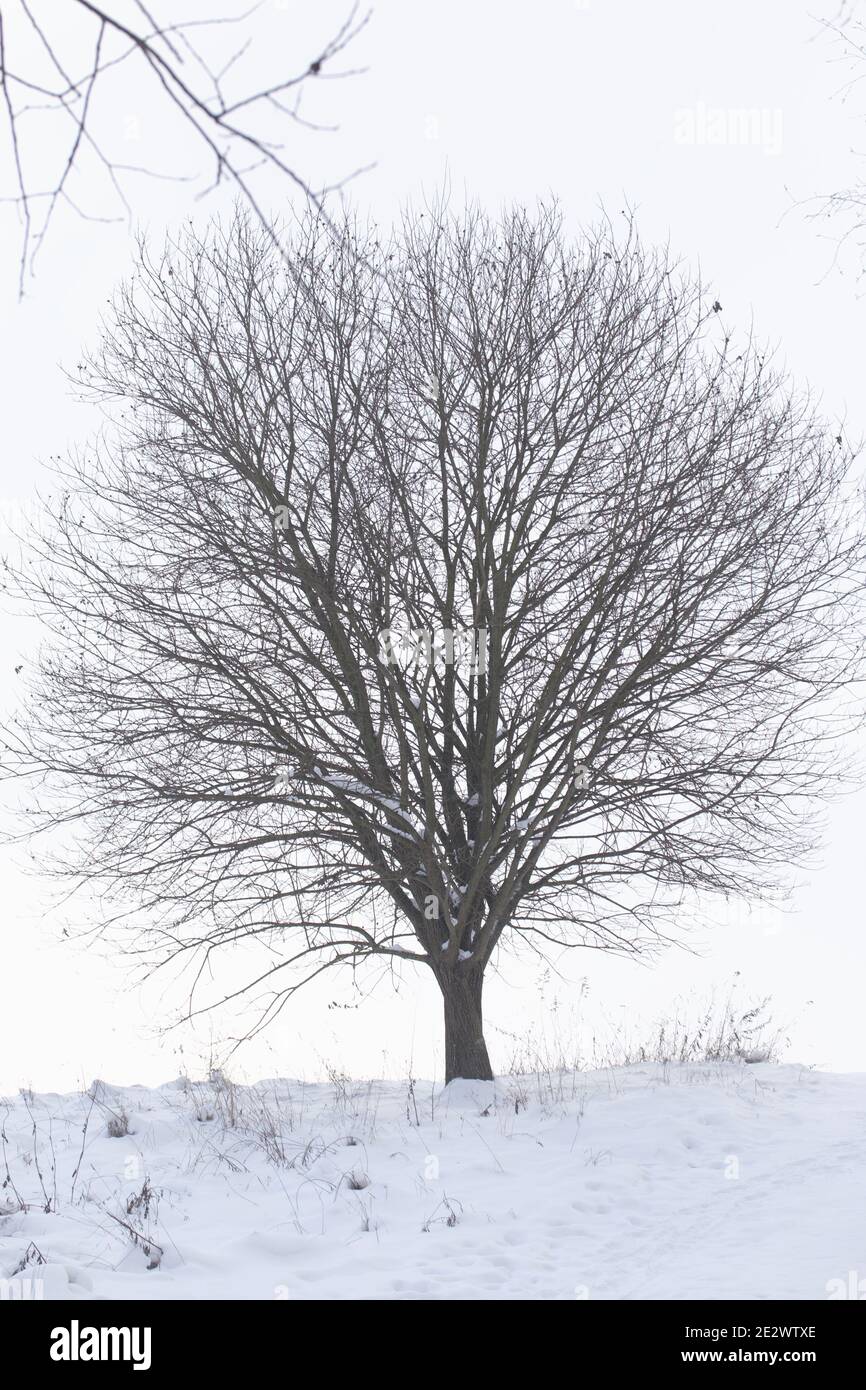 Old oak tree without leaves hi-res stock photography and images - Alamy