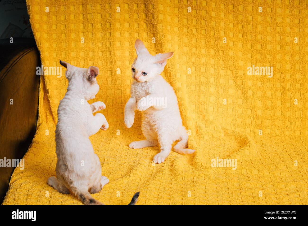 Two Funny Small Little White Devon Rex Kittens Kitty Cats Play Together ...