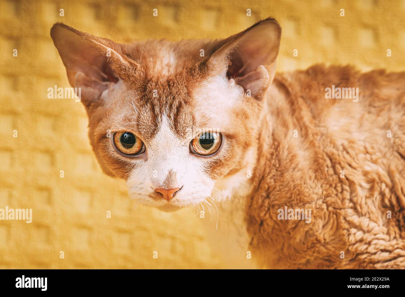 Red Ginger Devon Rex Cat. Short-haired Cat Of English Breed On Yellow ...