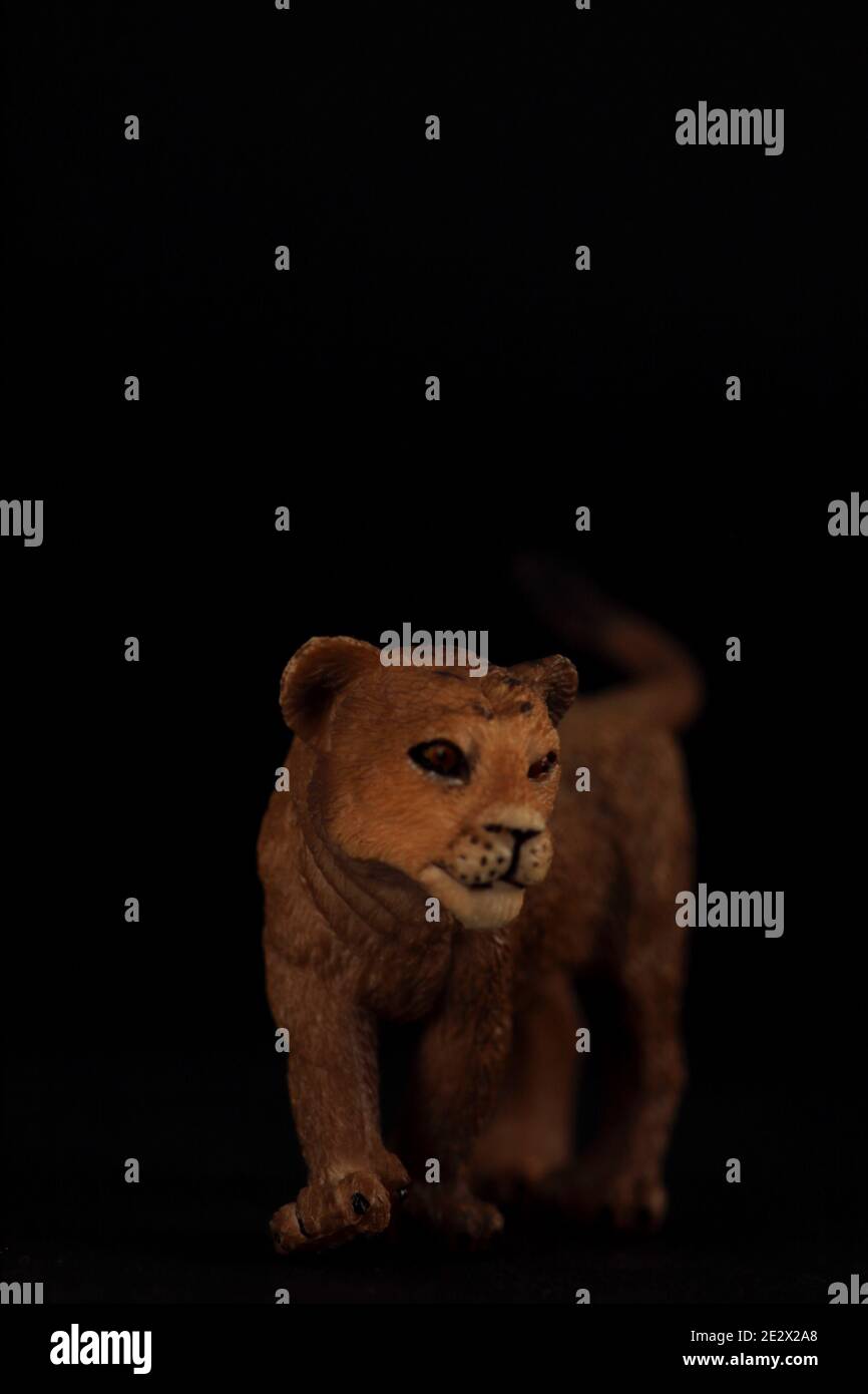 portrai of cute lionet isolated on black background. Image contains ...