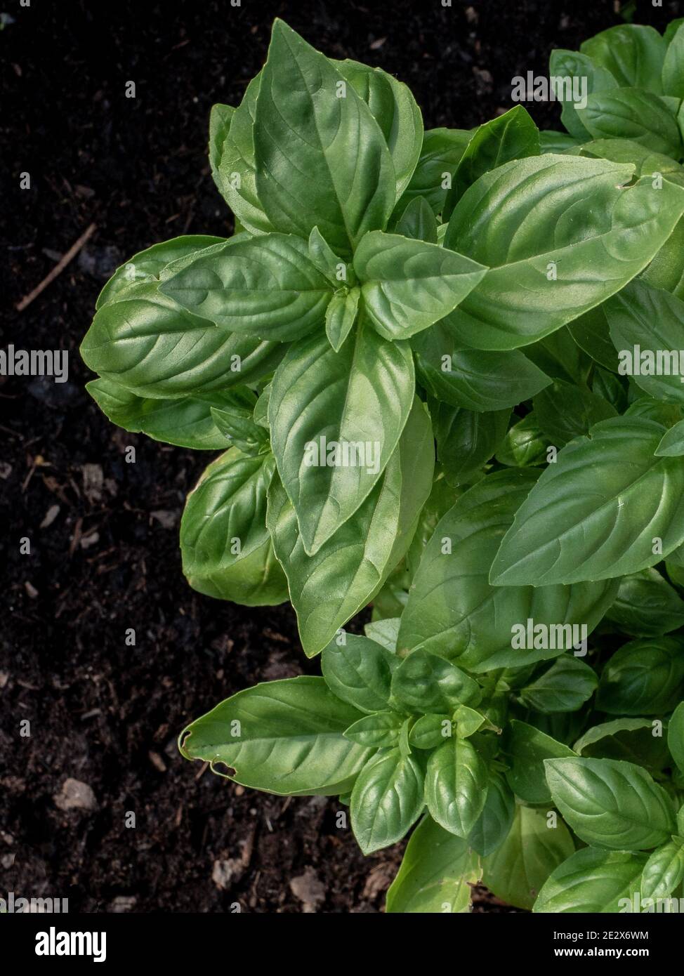 Fresh basil leaves - basilius - in the garden. Close up. Dark ...
