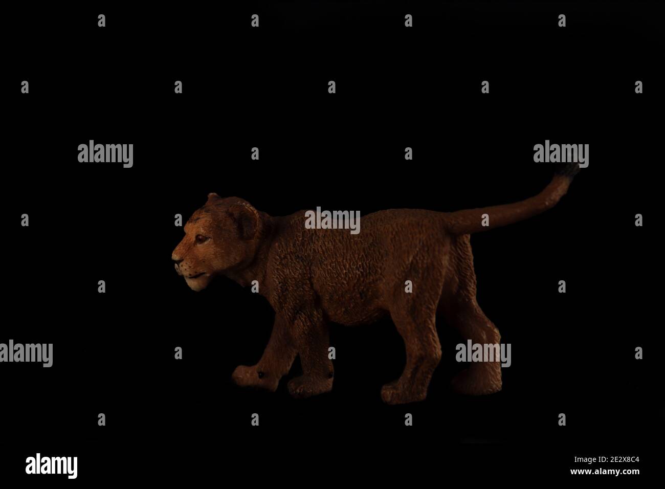 portrai of cute lionet isolated on black background. Horizontal image ...