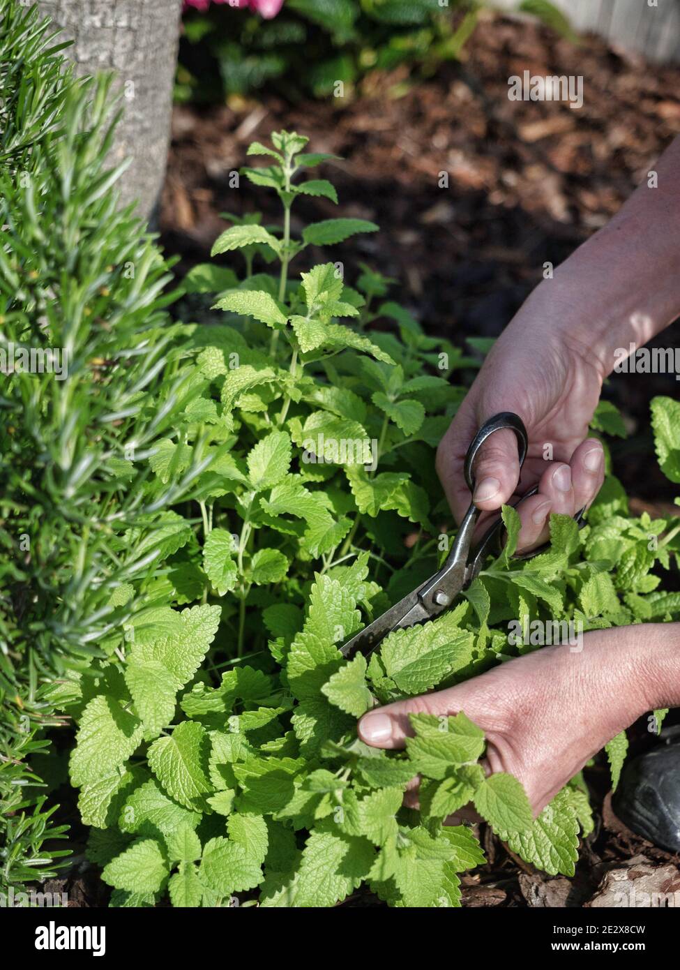 Snipping hi-res stock photography and images - Alamy