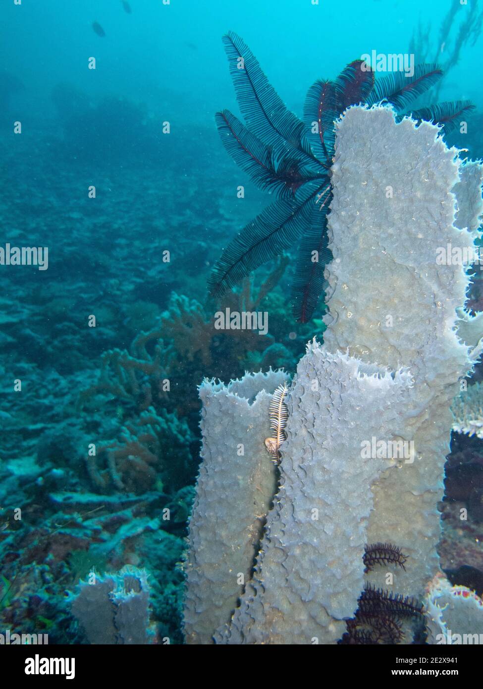Vertical shot of sea sponge and underwater plants Stock Photo - Alamy