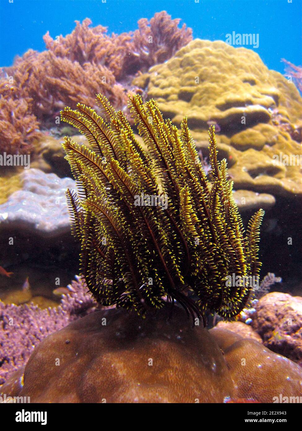 Vertical shot of a crinoid on coral reef underwater Stock Photo - Alamy