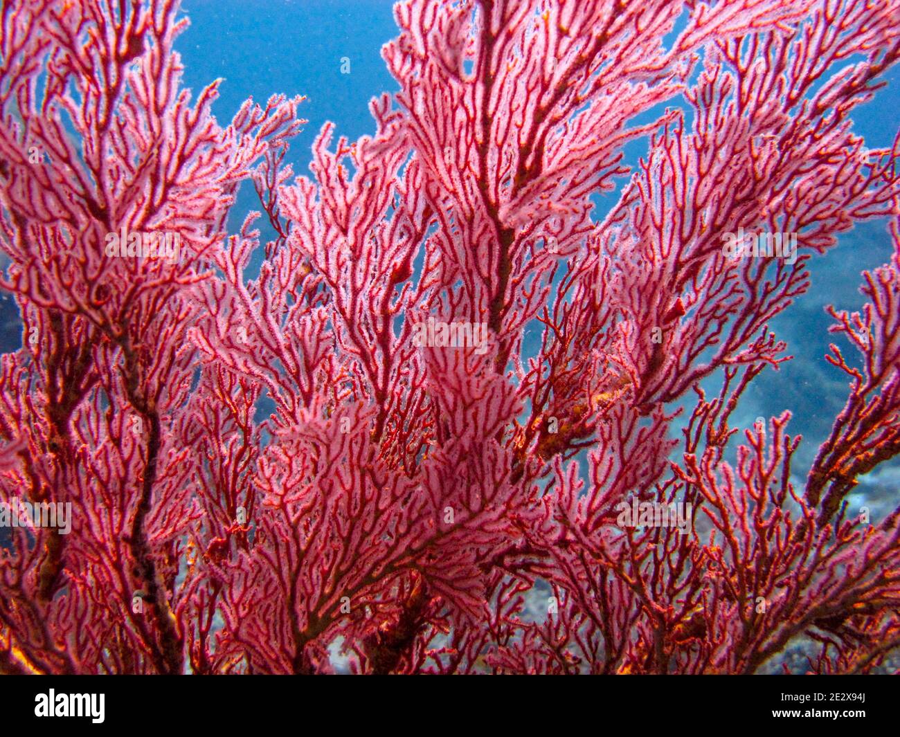 Exotic red coral reef underwater Stock Photo - Alamy