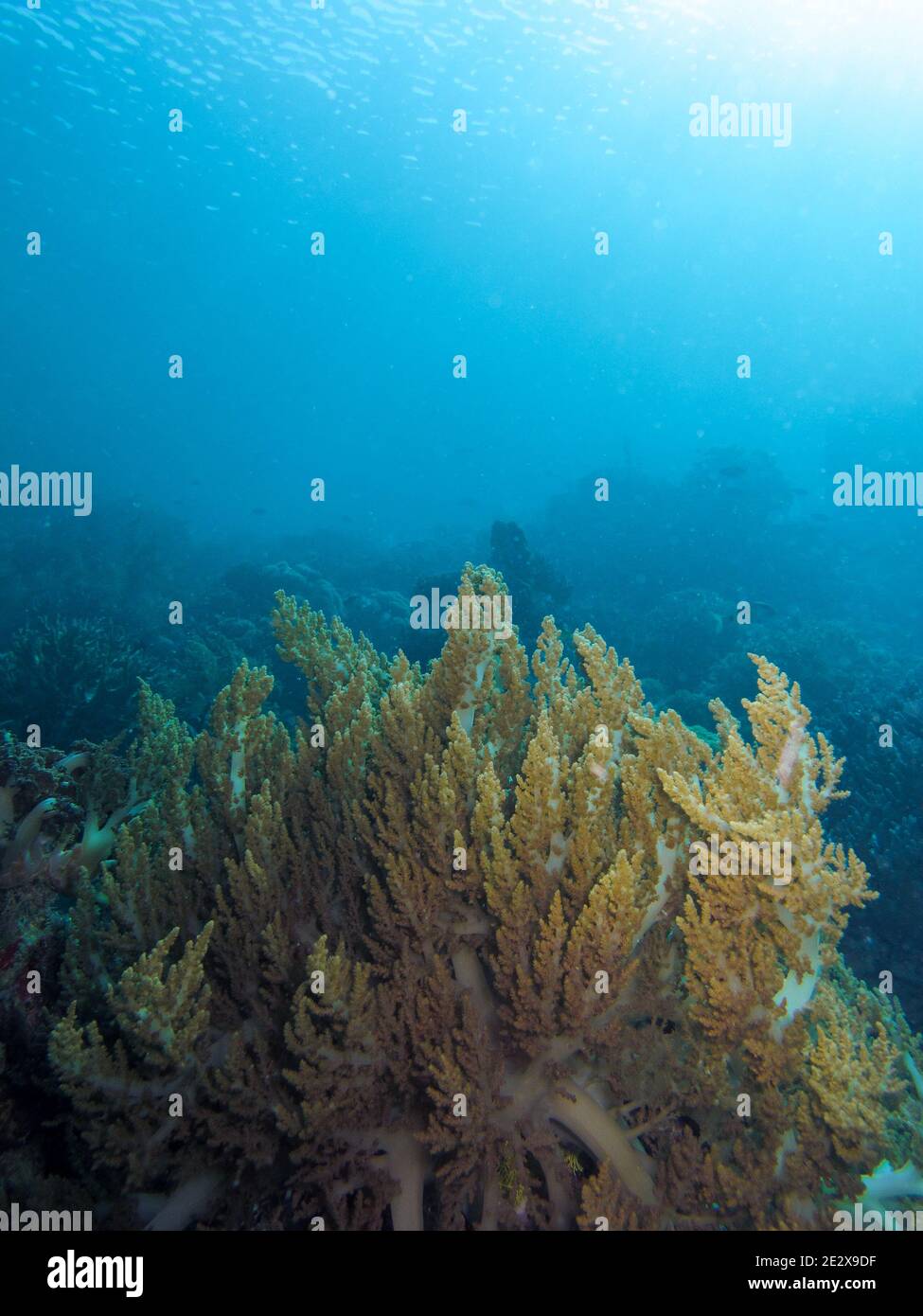 Vertical shot of a coral reef underwater Stock Photo - Alamy