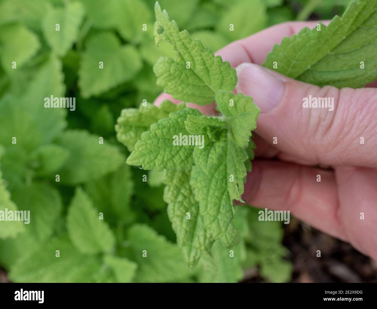 Female hand harvesting green mint leaves in the garden. Close up Stock ...