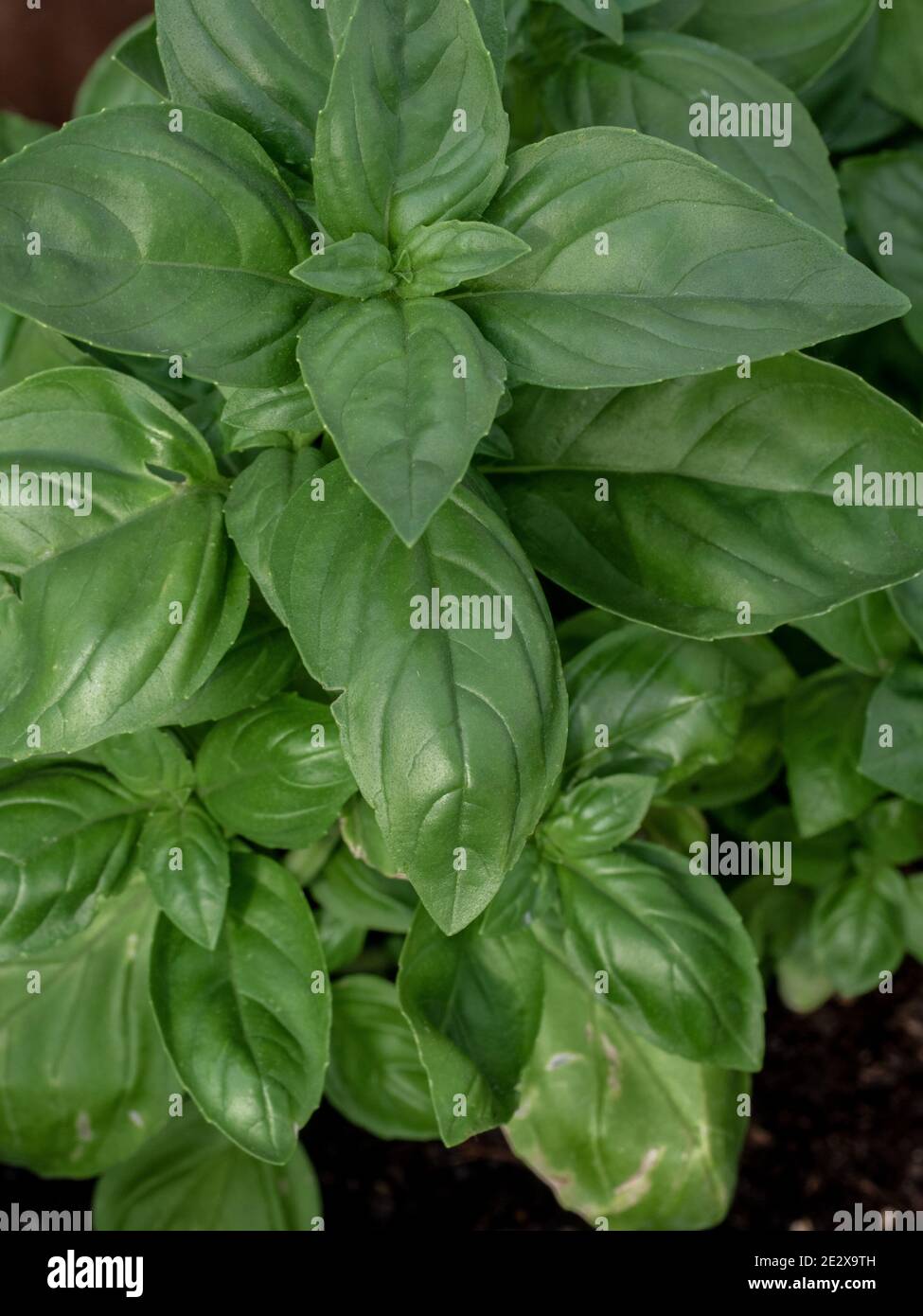 Fresh basil leaves - basilius - in the garden. Close up Stock Photo - Alamy