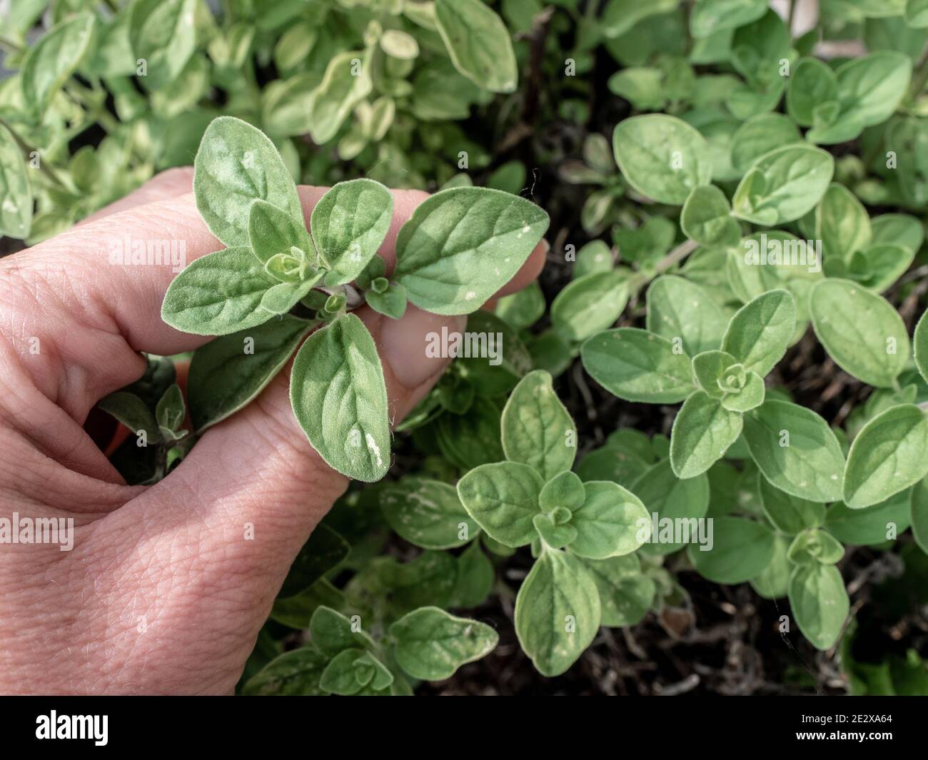 Female hand harvesting fresh oregano - origanum - in the garden ...