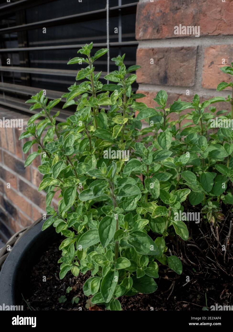 Fresh oregano - origanum - in the garden. Brick wall on background ...