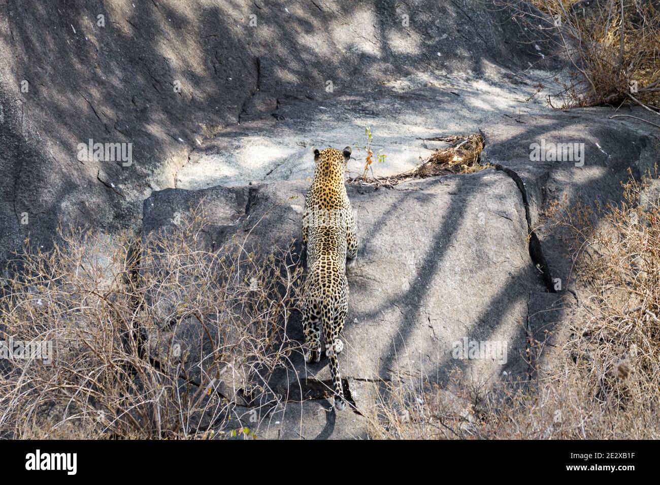 Leopard rock tanzania hi-res stock photography and images - Alamy