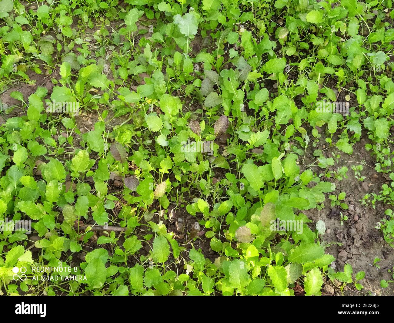 Top view of plants on soil Stock Photo - Alamy