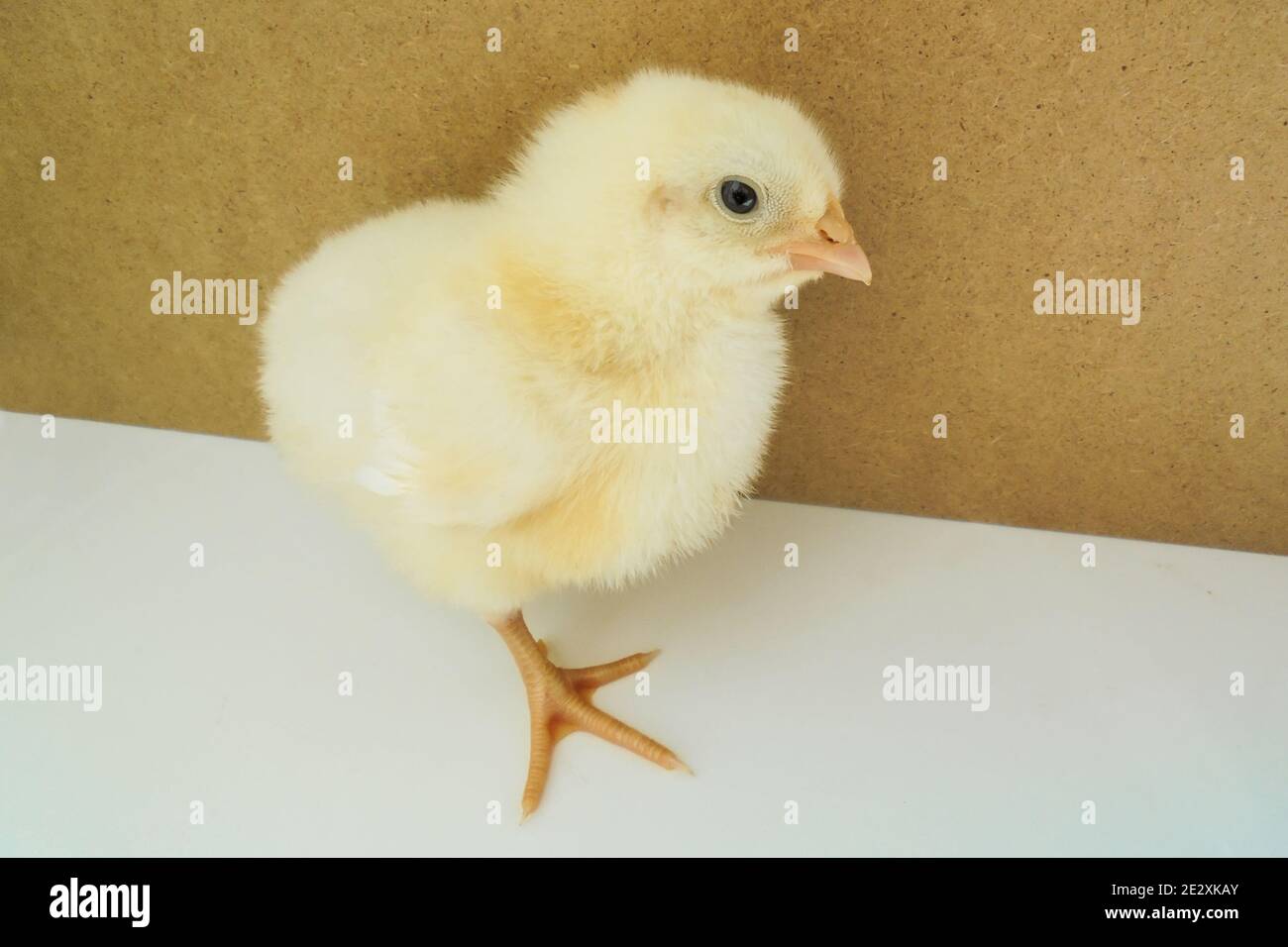 Broiler life hi-res stock photography and images - Alamy