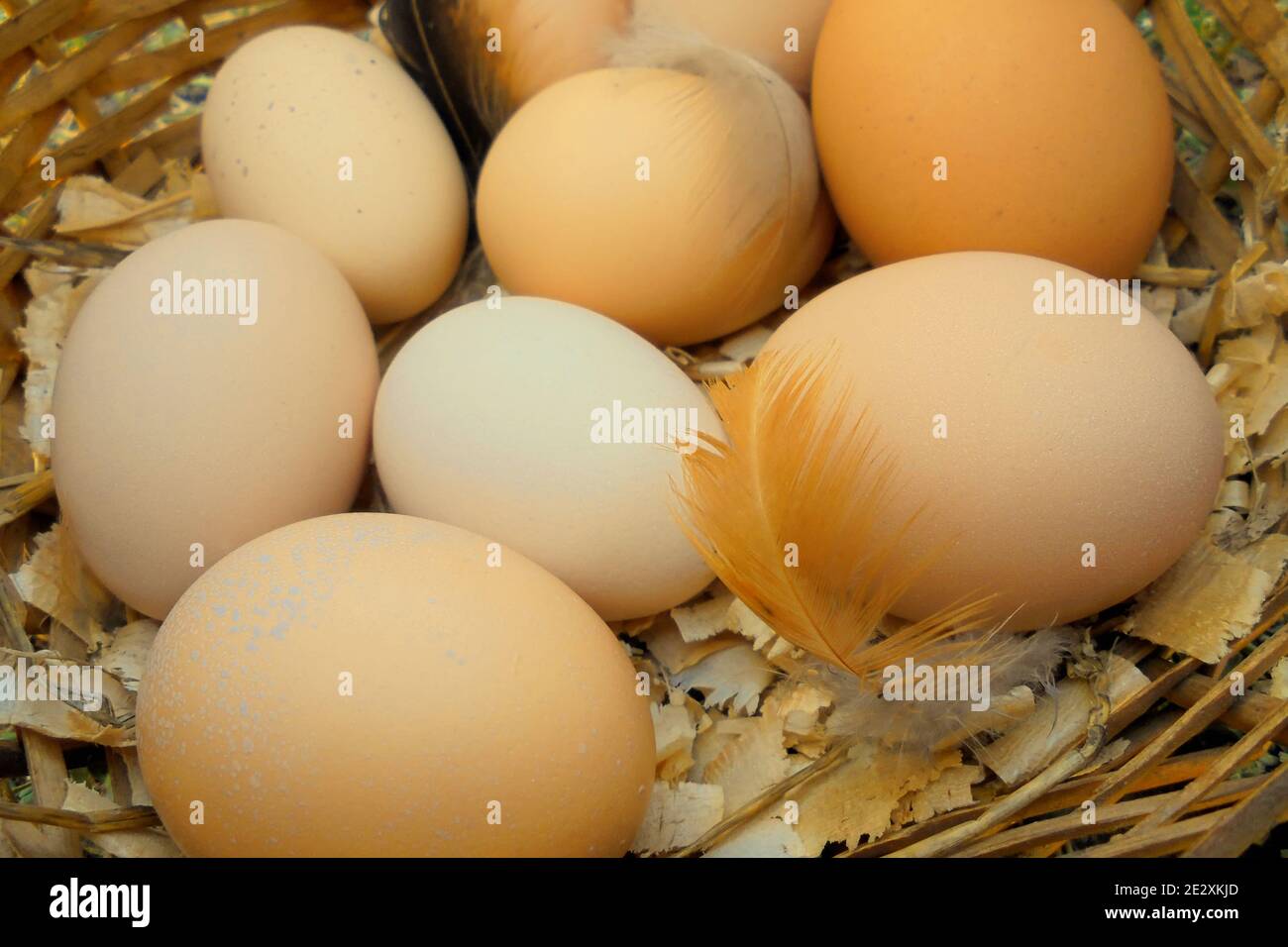 Eight chickens hi-res stock photography and images - Alamy
