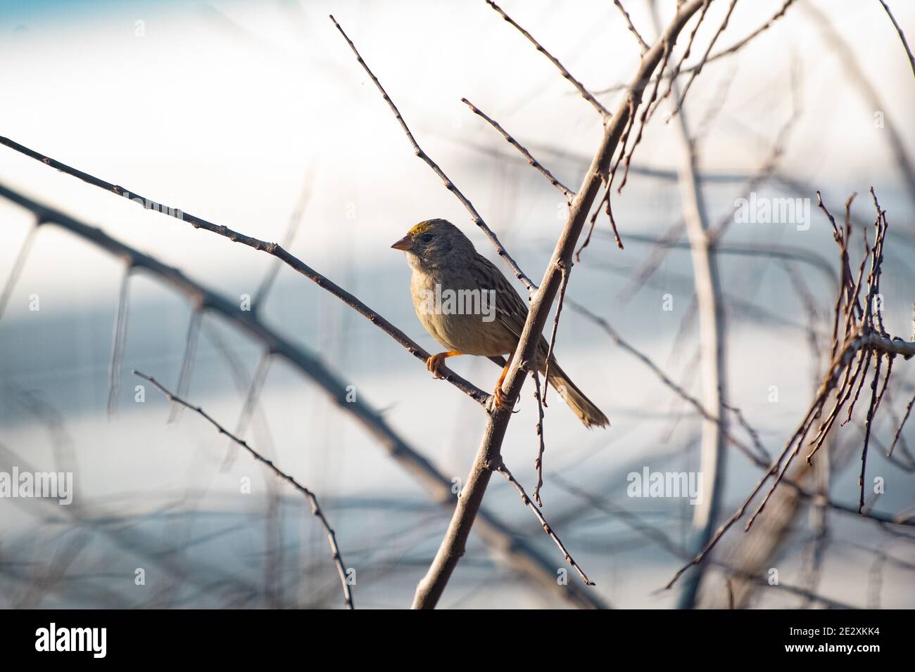 A Golden Crowned Sparrow in the morning sun Stock Photo - Alamy