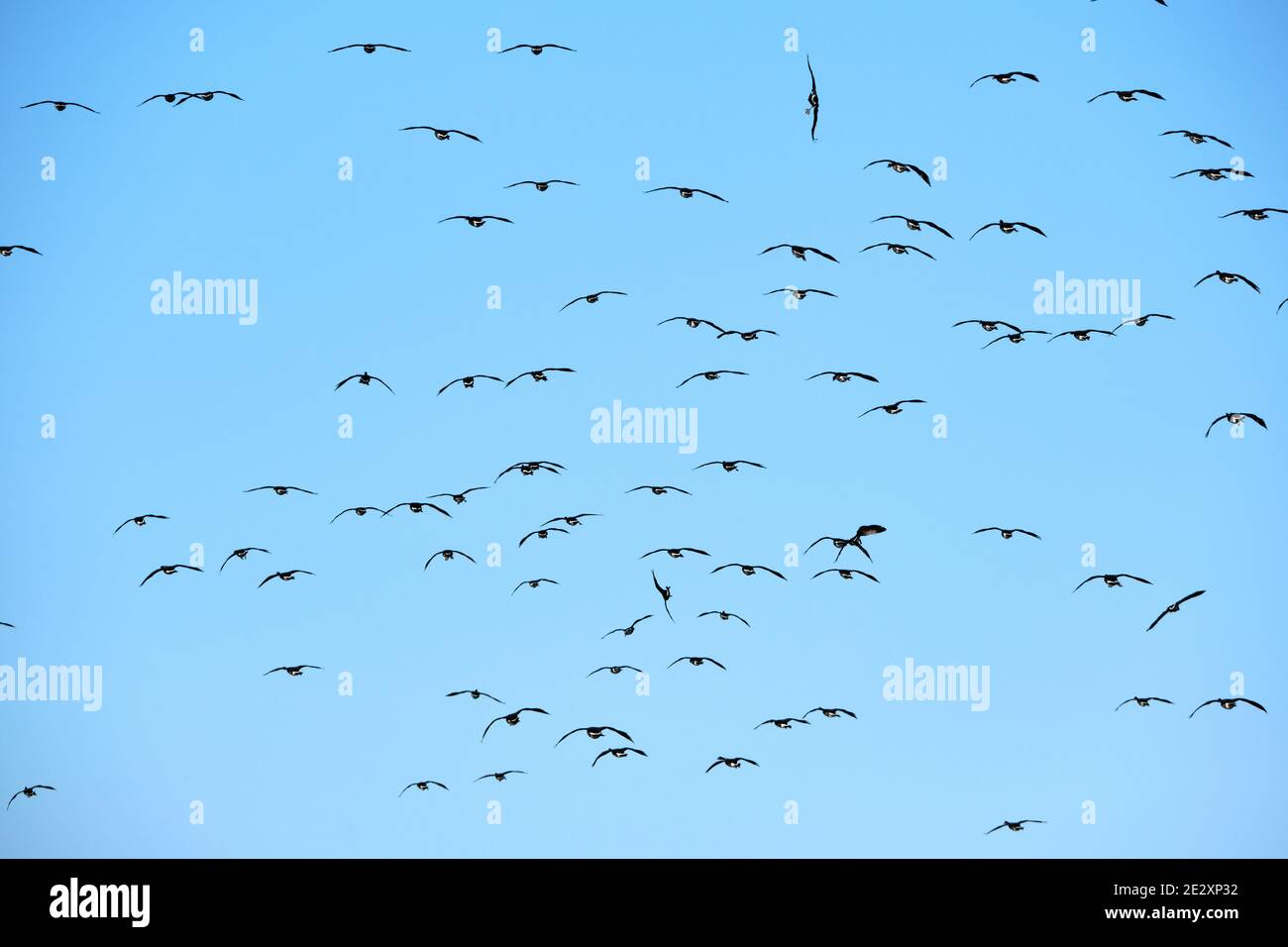 Out of formation hi-res stock photography and images - Alamy