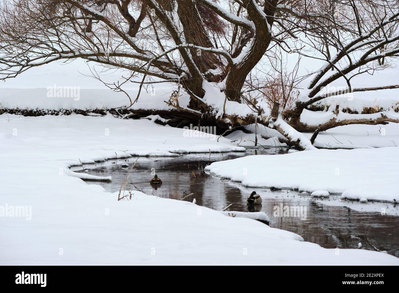 Winter park scene of a creek through snowy land with trees leading to a ...