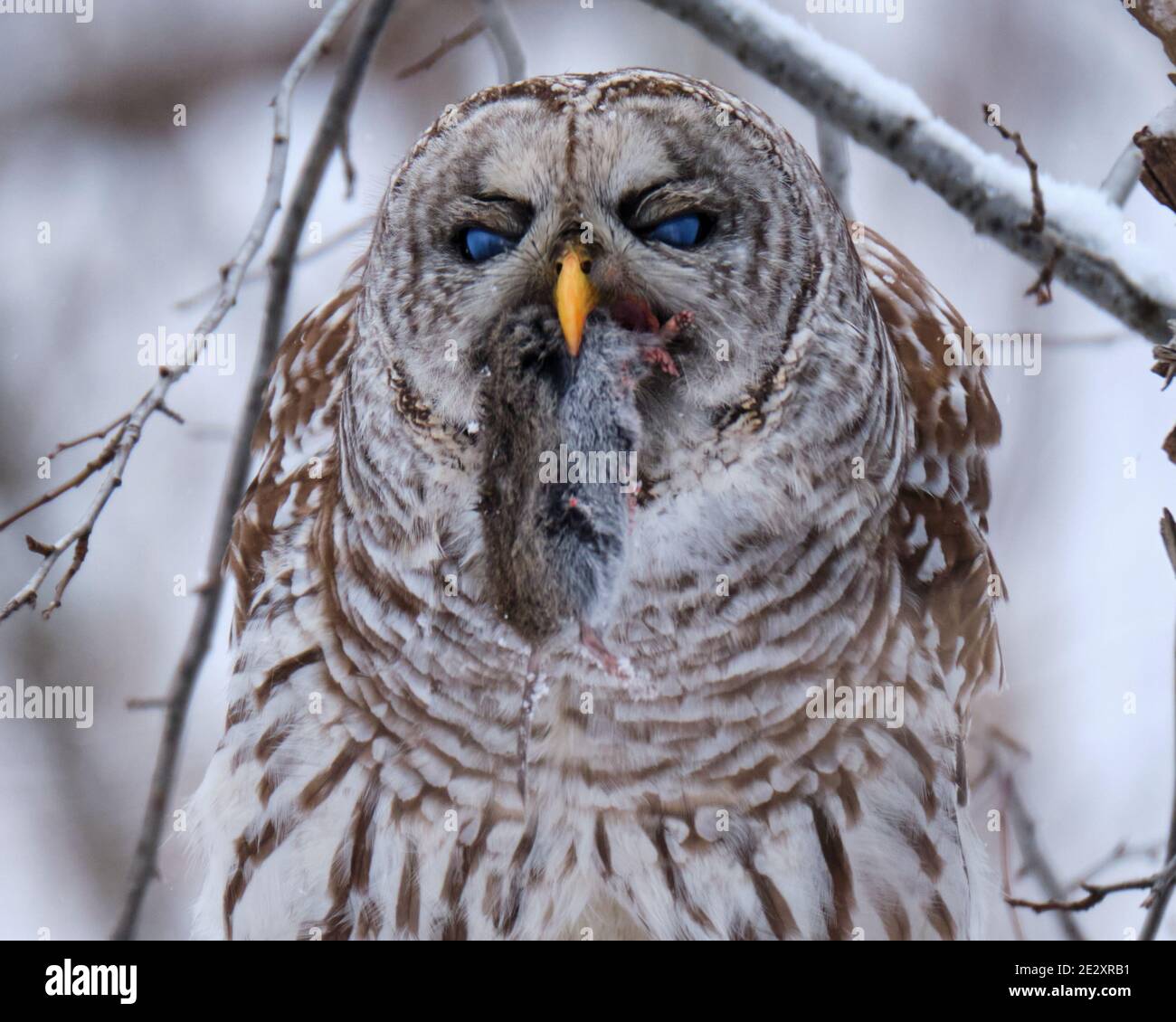 a barred owl with a vole in its beak with the blue nictitating membrane ...