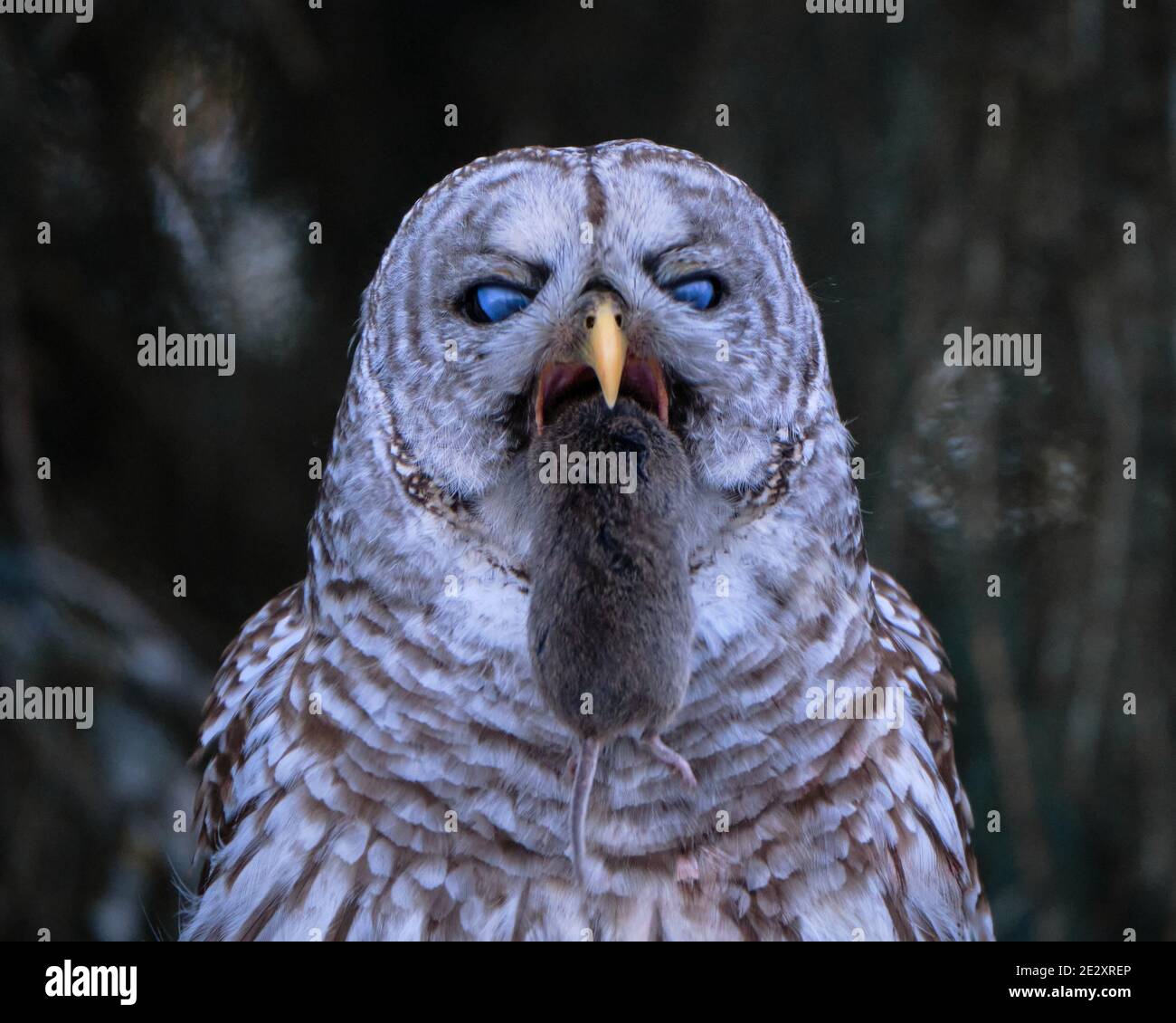Snowy owl eating hi-res stock photography and images - Alamy