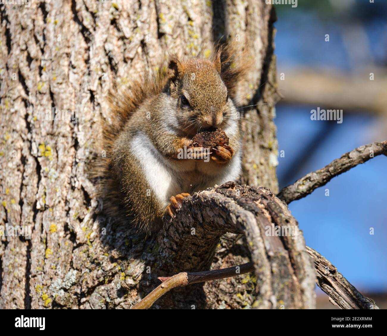 American red squirrel eating walnut hi-res stock photography and images ...