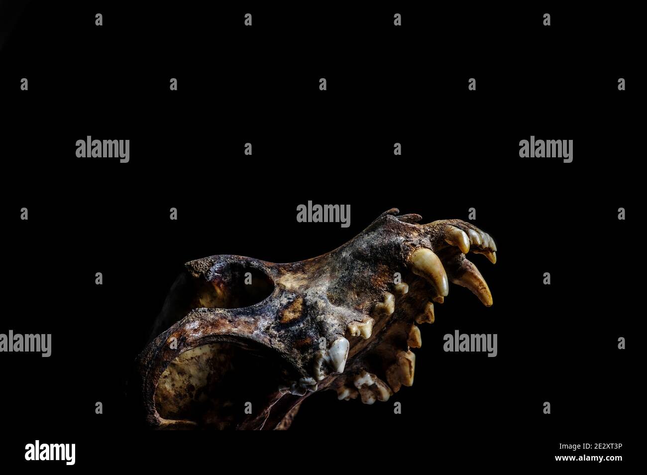 Ancient earthy dog skull, jawless, natural look Stock Photo - Alamy