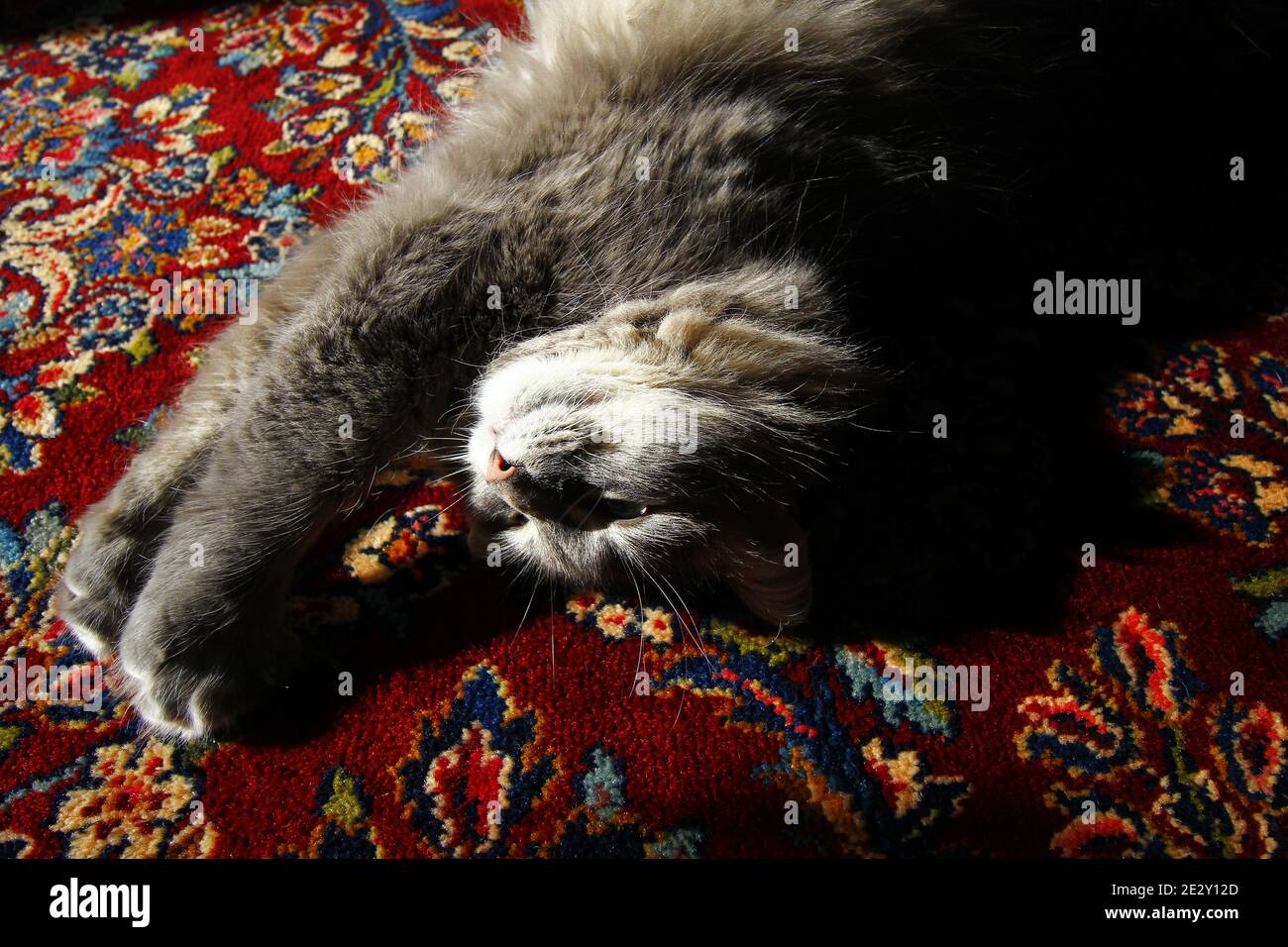 Sleeping Grey Cat on Rug Stock Photo - Alamy