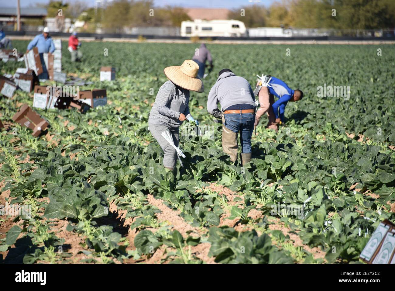 Glendale, AZ. U.S.A. 12/30/2020. EVERKRISP FARMS harvesting collard ...
