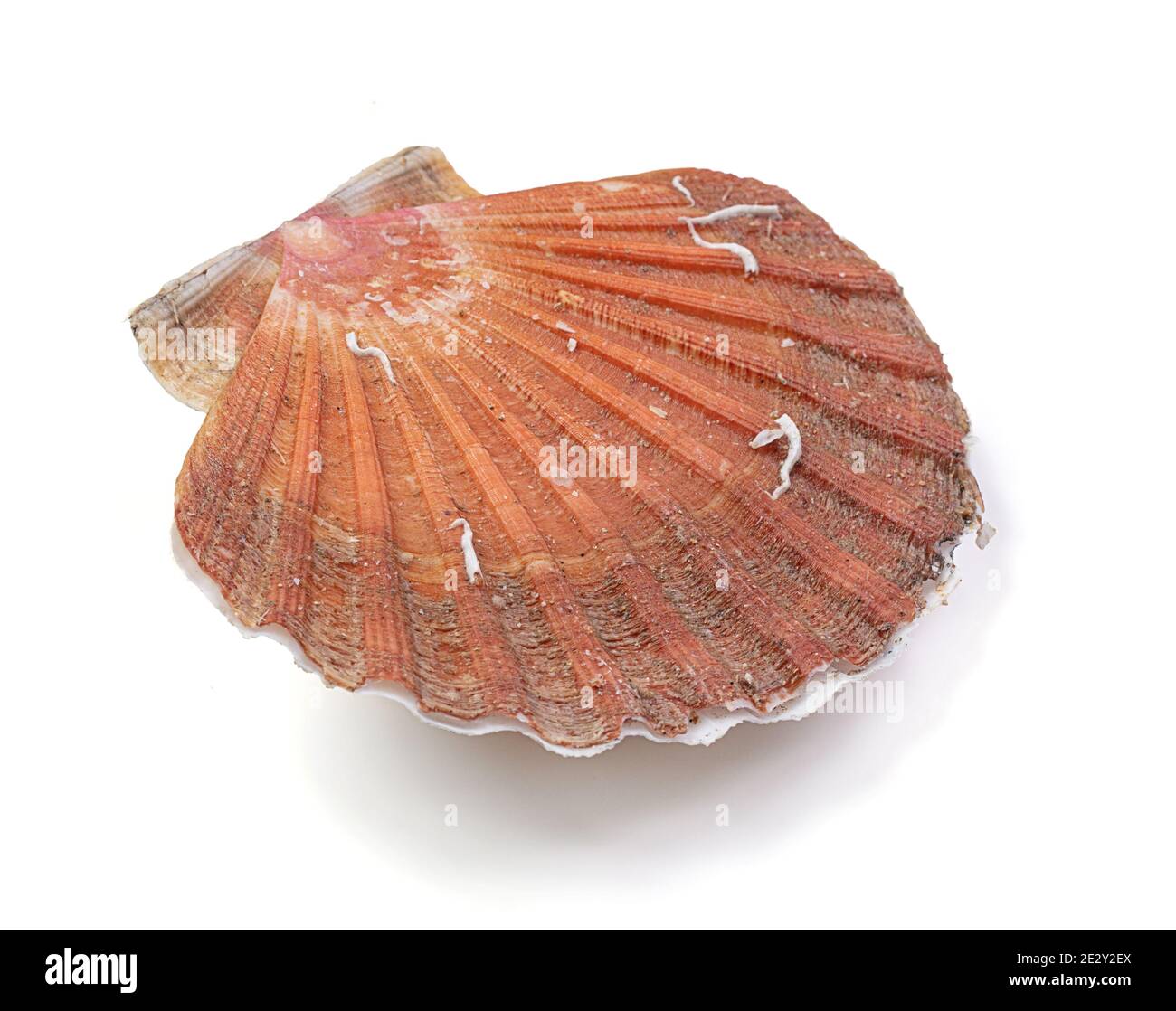 Scallop cut out hi-res stock photography and images - Alamy