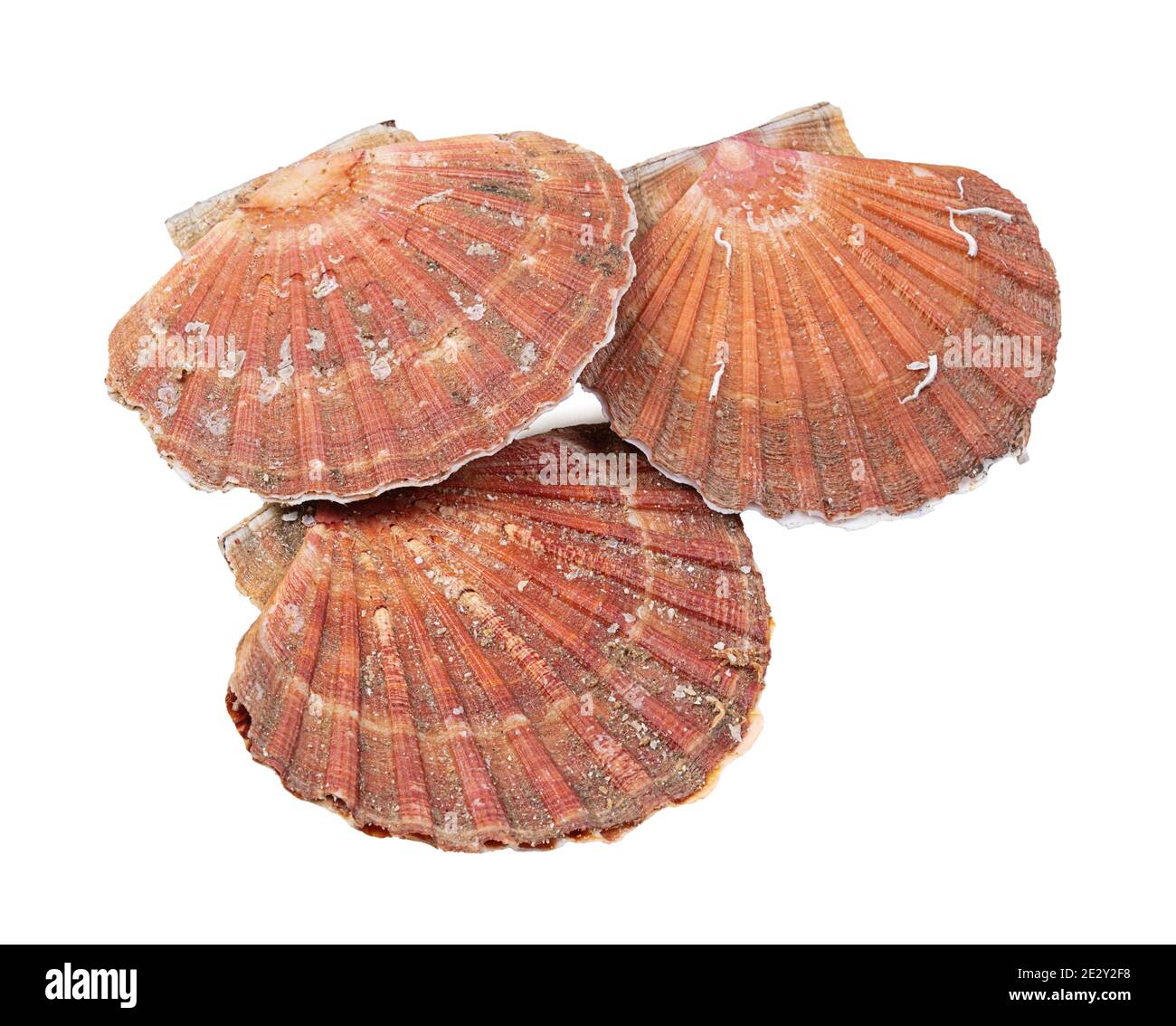 Three fresh scallops cut out on a white background Stock Photo - Alamy