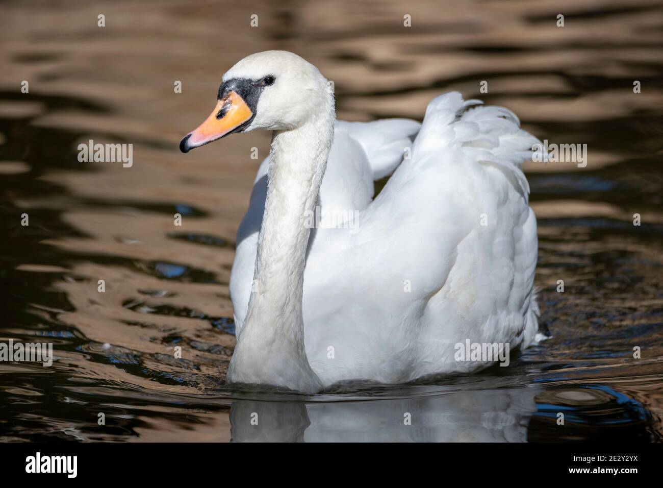 White swam in the swam hi-res stock photography and images - Alamy