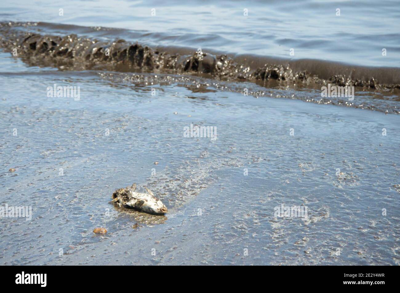 Oil spill dead fish hi-res stock photography and images - Alamy