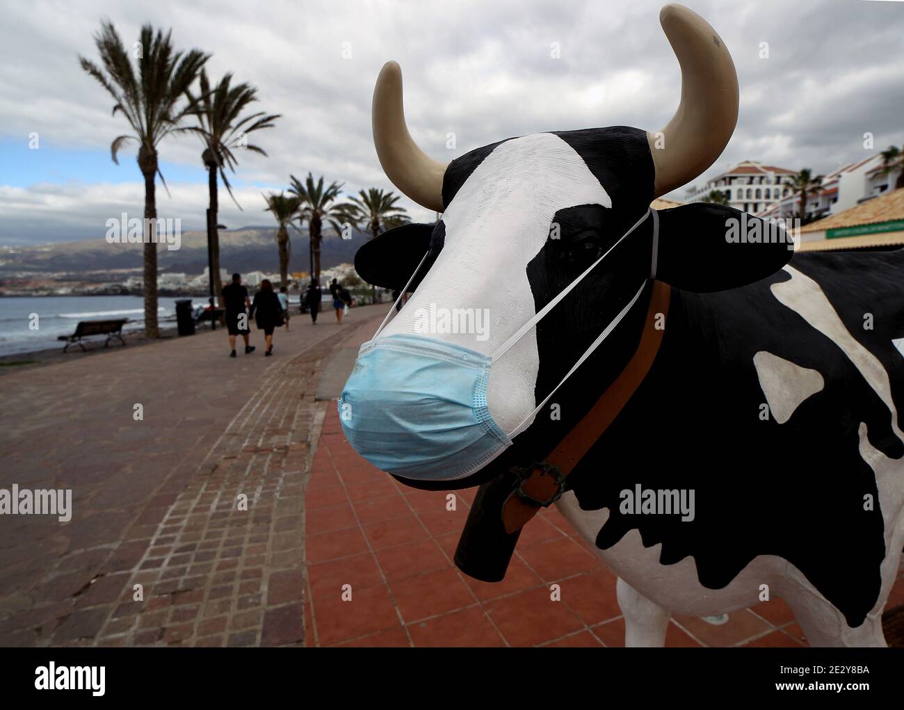 Close up view of toy cow with medial mask on its face Stock Photo - Alamy