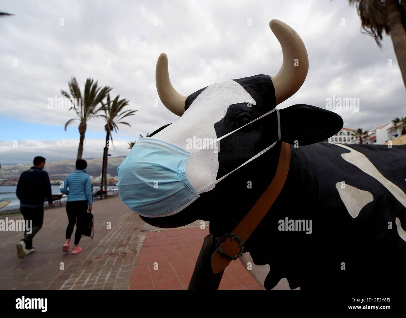 Close up view of toy cow with medial mask on its face Stock Photo - Alamy