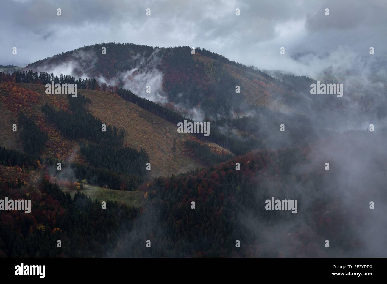 Autumnal forests of Velka Fatra national park, central Slovakia Stock ...