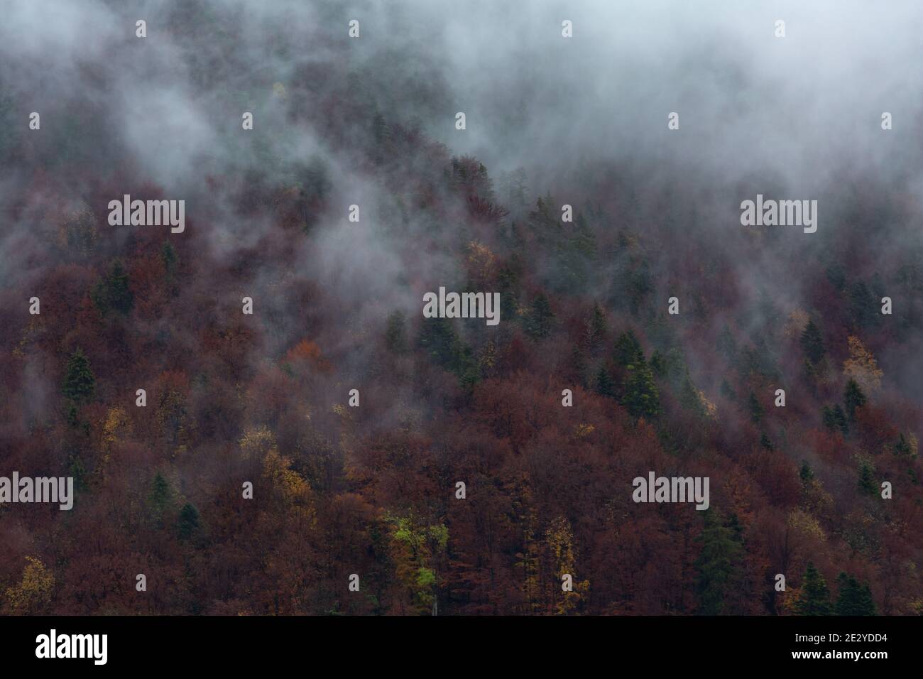 Autumnal forests of Velka Fatra national park, central Slovakia Stock ...