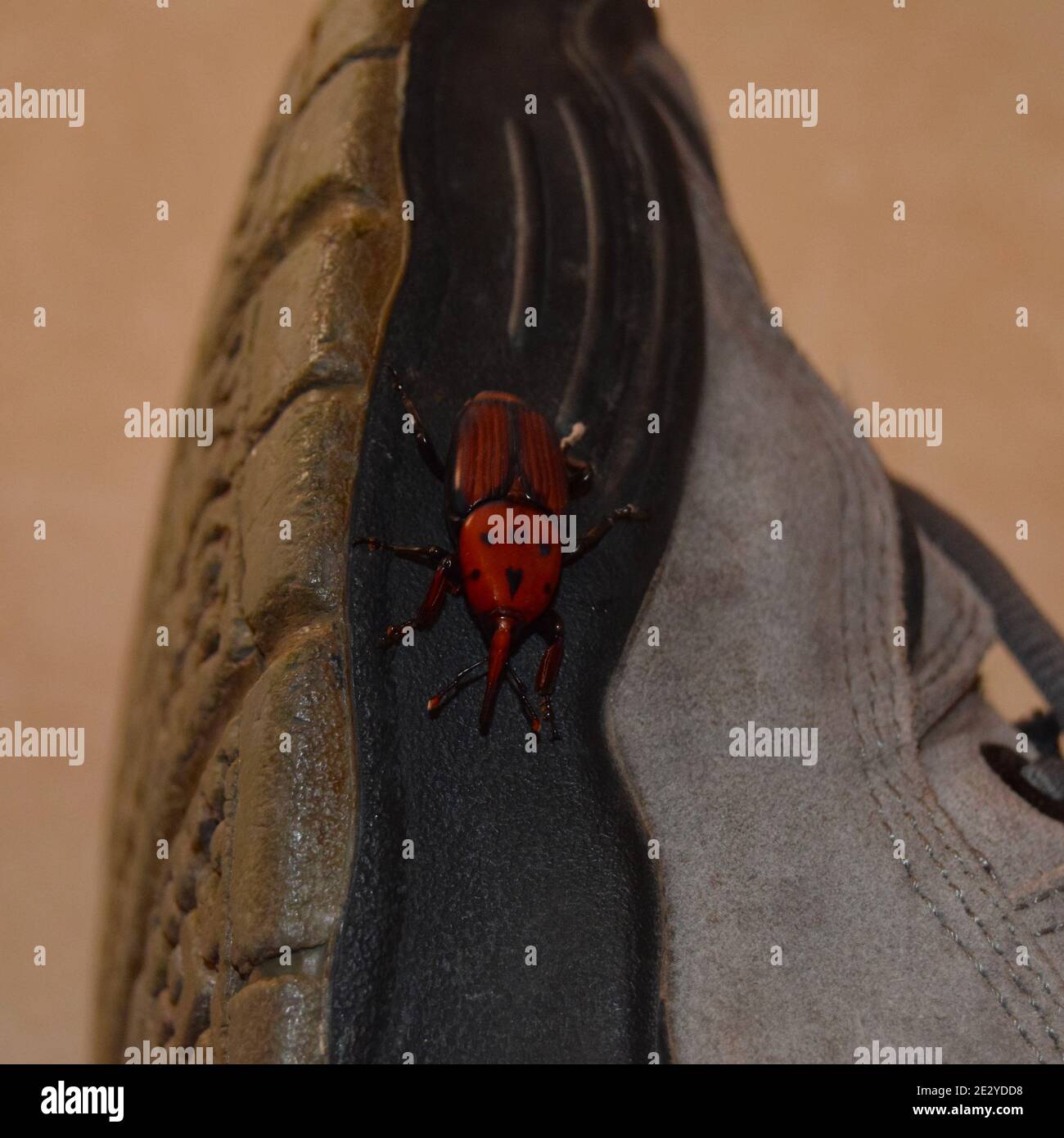 Palm tree insect red palm weevil or Rhynchophorus ferrugineus Stock ...