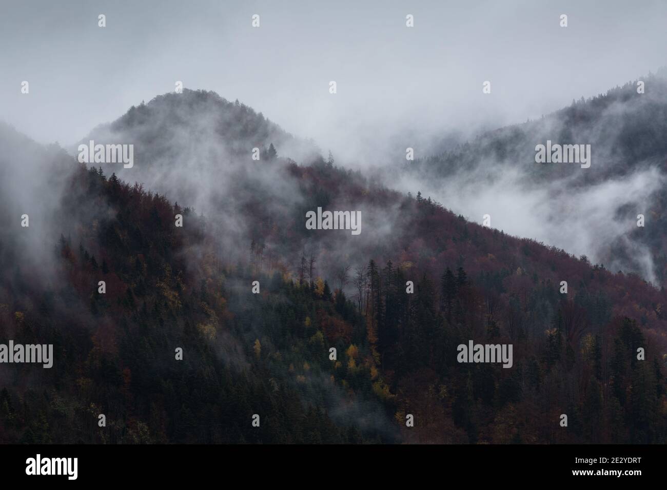 Autumnal forests of Velka Fatra national park, central Slovakia Stock ...