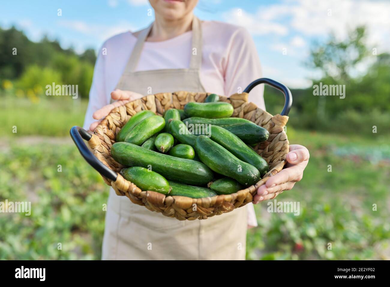 Close-up of fresh cucumbers in basket in woman's hands Stock Photo - Alamy