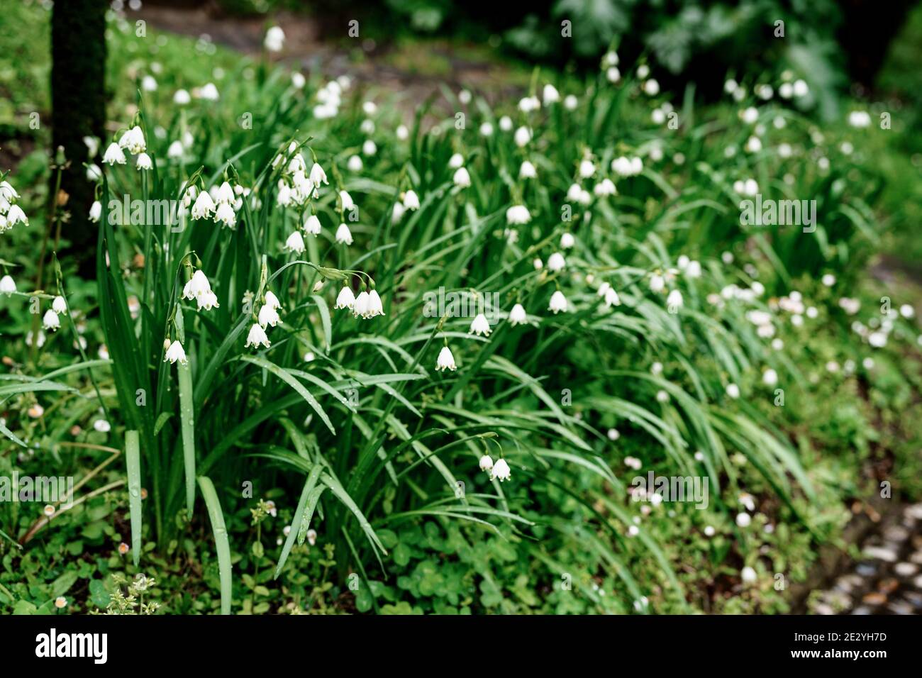 Summer white flower with white bells on green grass Stock Photo - Alamy
