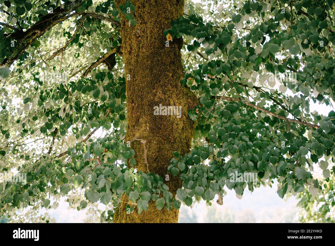 Thuja tree thick branches hi-res stock photography and images - Alamy