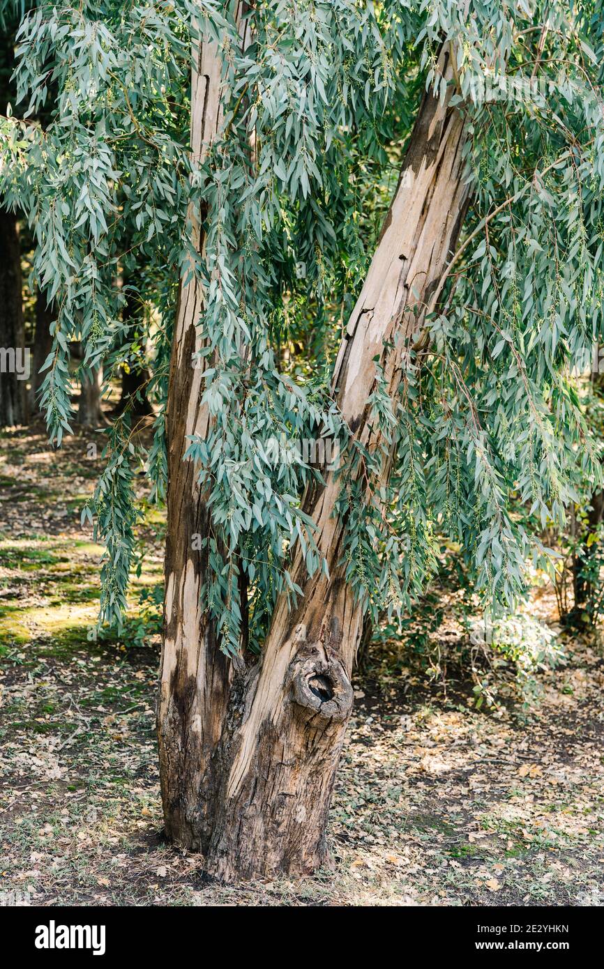 Large eucalyptus tree with lush branches in the forest Stock Photo - Alamy