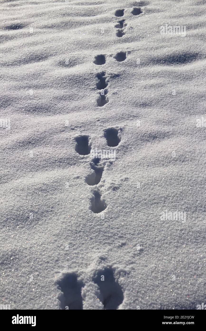 Rabbit footprint hi-res stock photography and images - Alamy